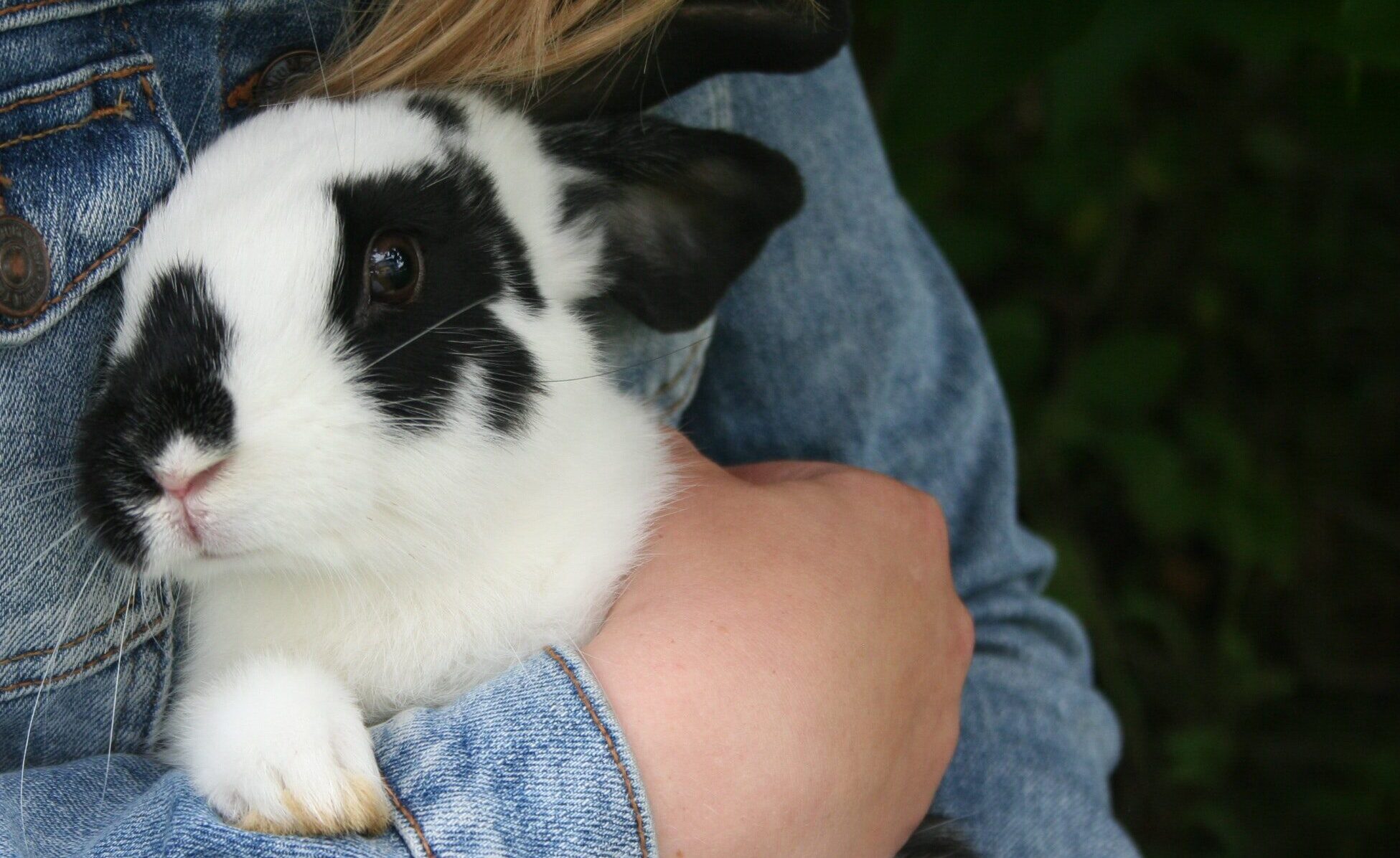 Volunteer - Leaps & Bounds Rabbit Rescue, Inc.